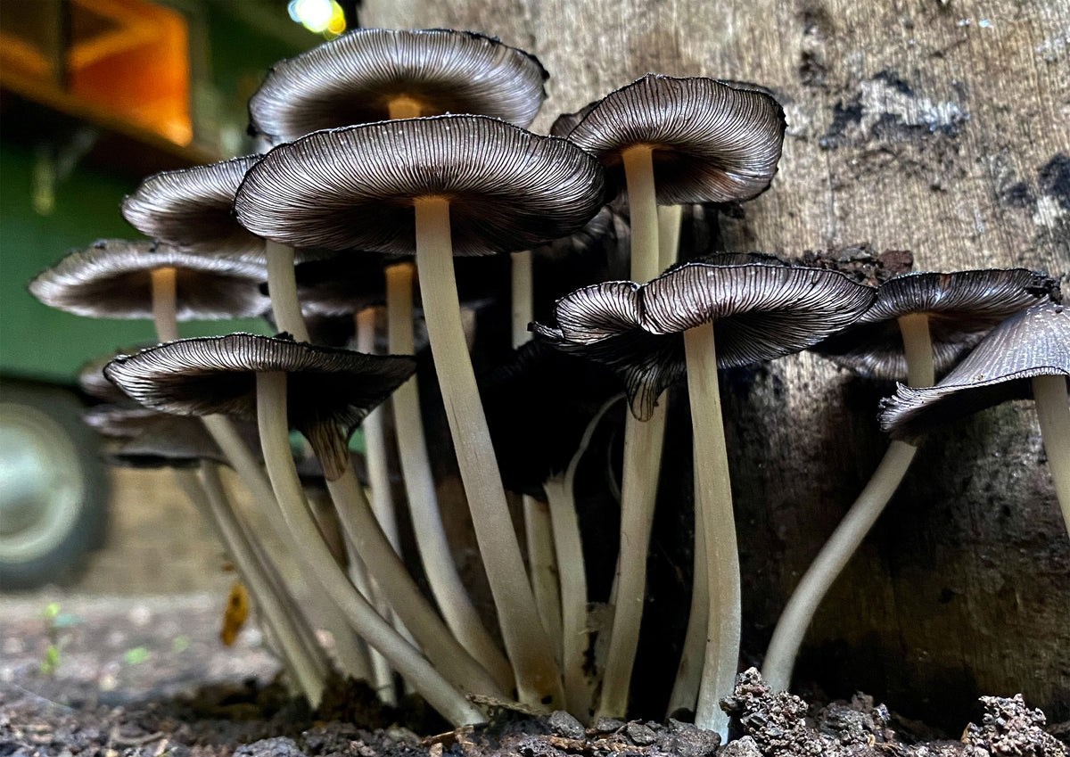 Coprinopsis atramentaria – The Spore Print Collective